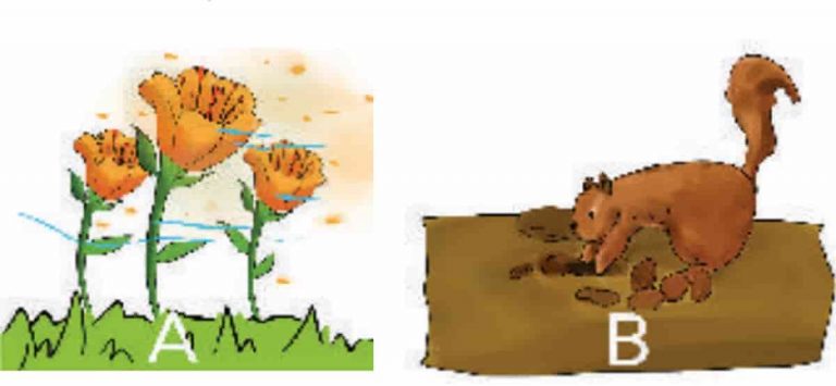 Berikan 2 Cara yang Bisa Membantu Proses Penyerbukan Pada Gambar A ...