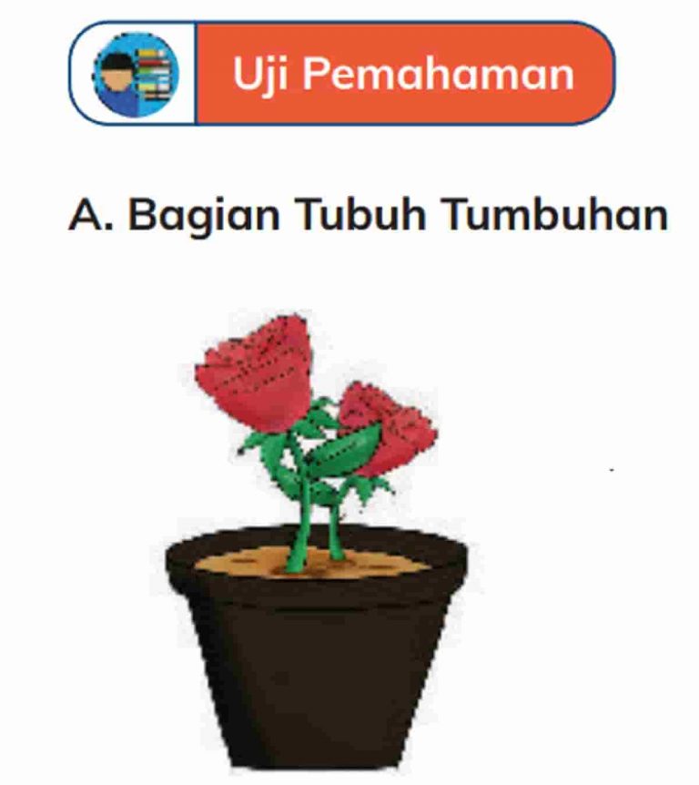 Kunci Jawaban IPAS Kelas 4 Halaman 31 Kurikulum Merdeka Amati Gambar ...